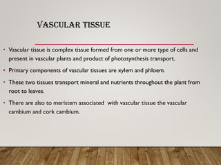 vascular tissue and its relation between primary and secondary tissue | PDF