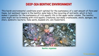 Benthic community | PDF