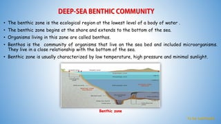 Benthic community | PPT