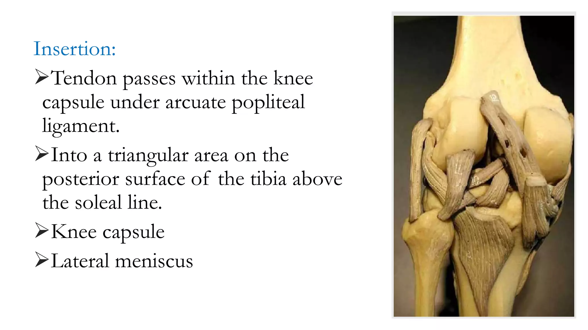 Popliteal fossa ppt | PPTX