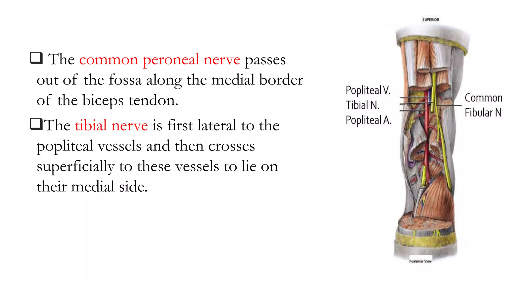 Popliteal fossa ppt | PPTX