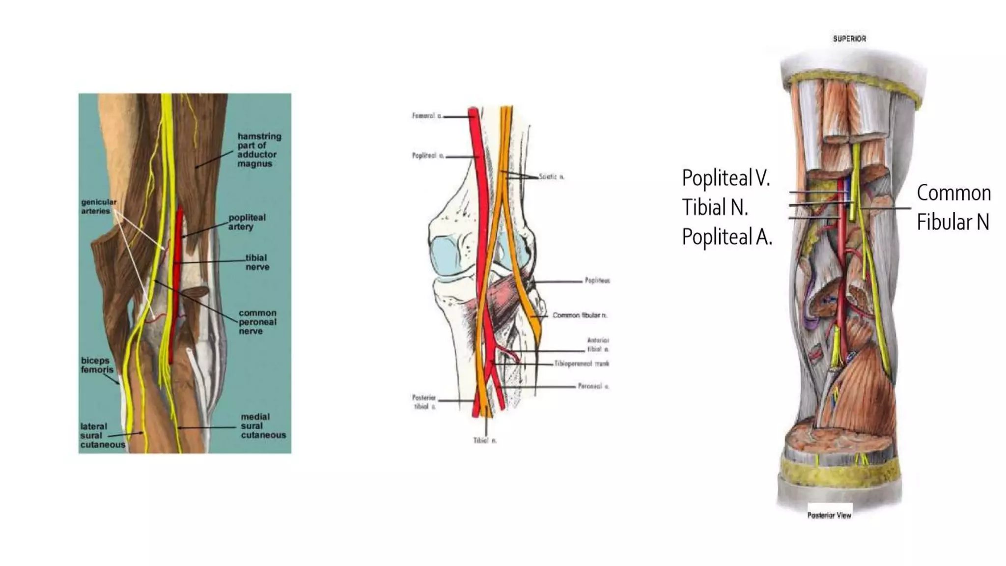 Popliteal fossa ppt | PPTX