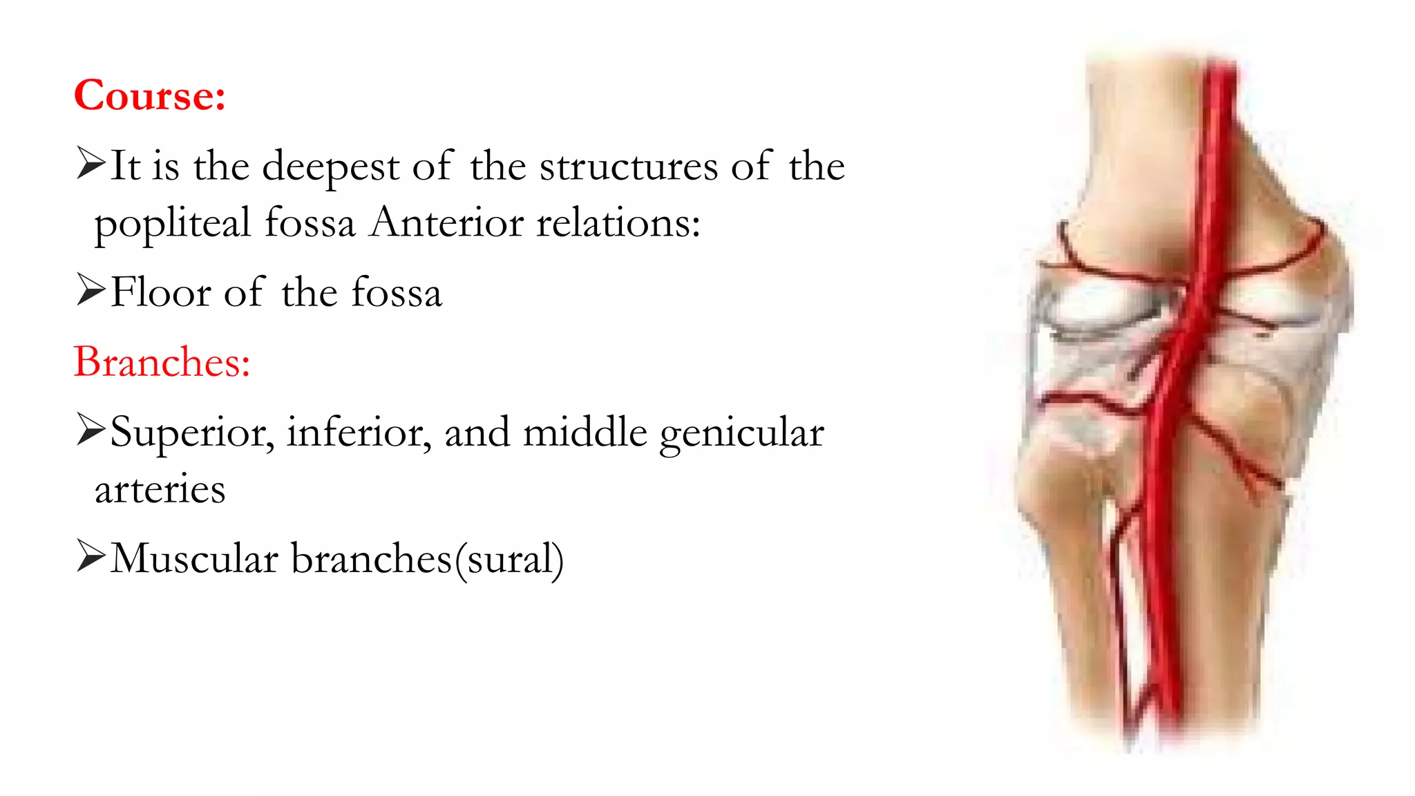 Popliteal fossa ppt | PPTX