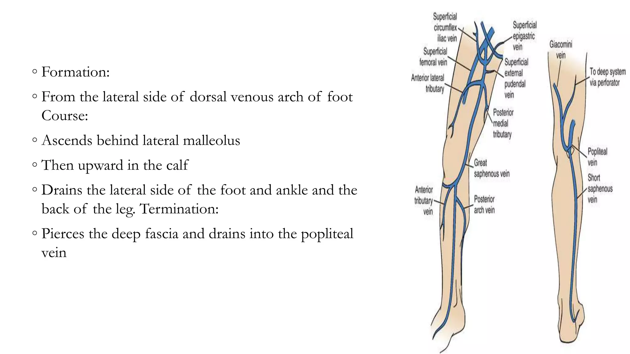 Popliteal fossa ppt | PPTX