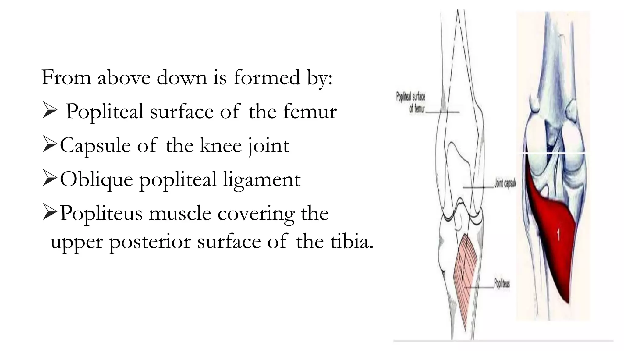 Popliteal fossa ppt | PPTX
