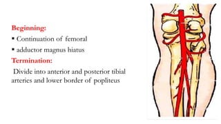Popliteal fossa ppt | PPTX
