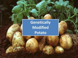 Genetically Modified Potato | PPTX