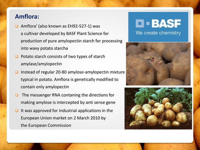 Genetically Modified Potato | PPTX | Agriculture | Industries