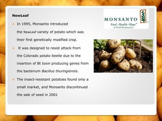Genetically Modified Potato | PPTX