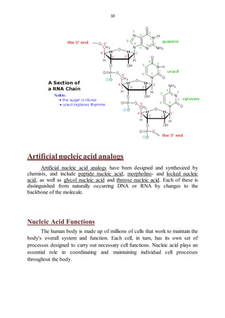 Biological functions of Nucleic Acids | DOCX