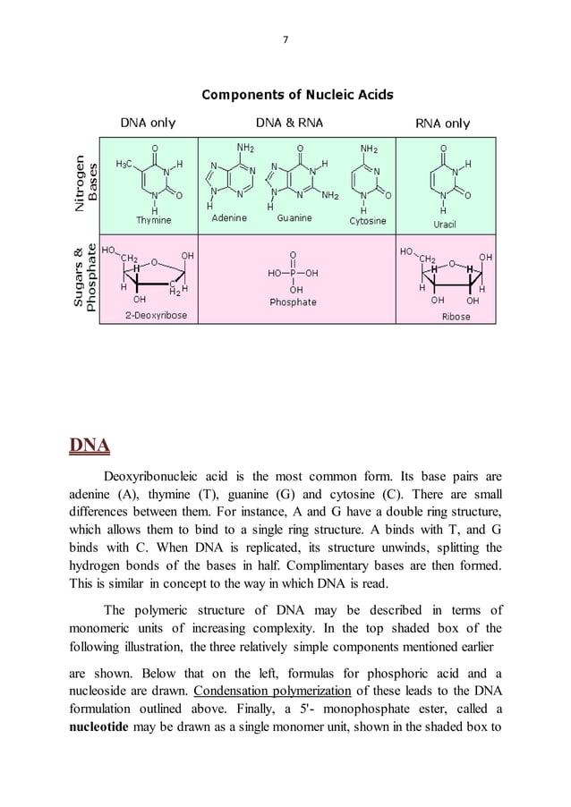 Biological functions of Nucleic Acids | DOCX