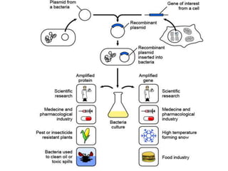 Production of Recombinant Pharmaceuticals | PPTX