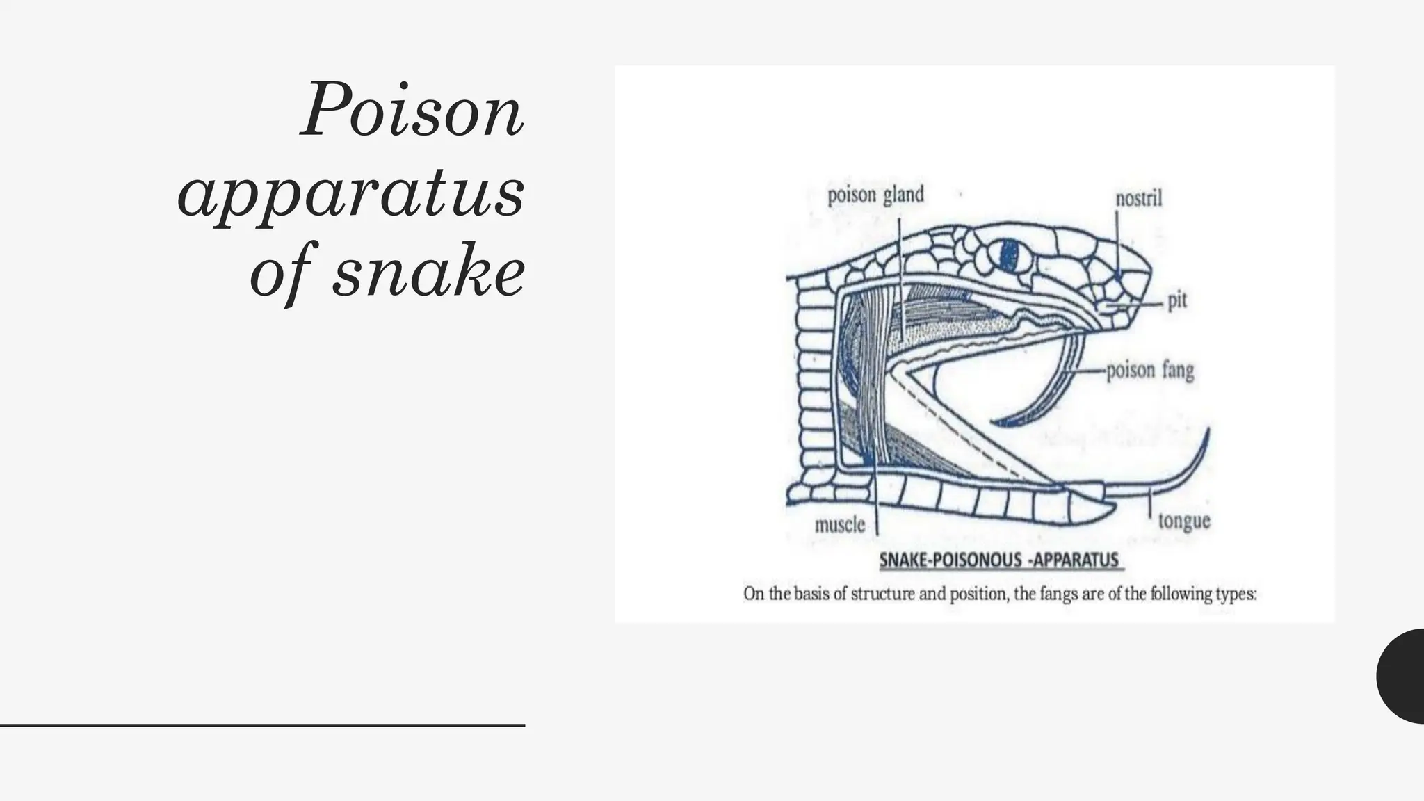 Biting mechanism of poisonous snakes.pdf