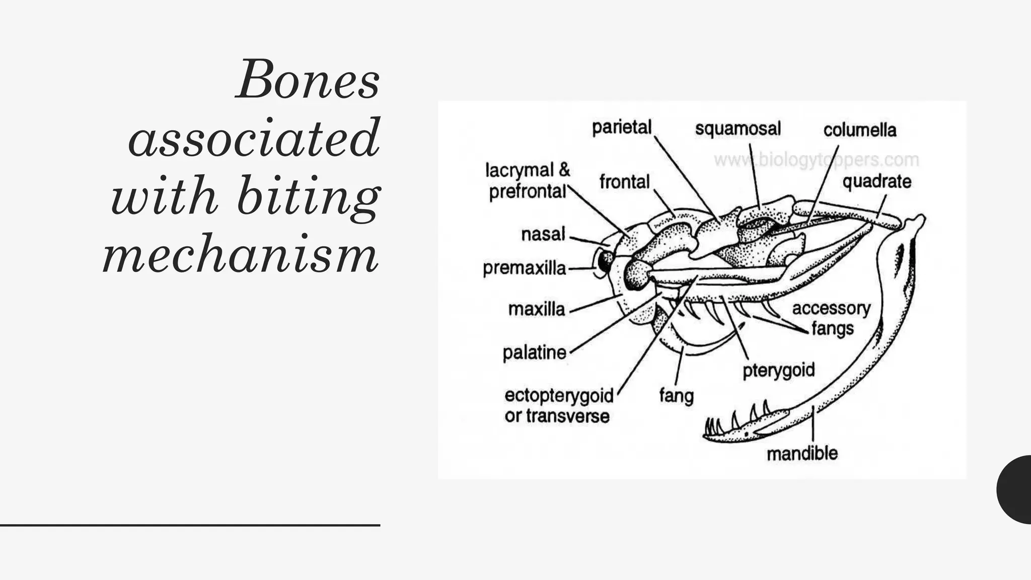 Biting mechanism of poisonous snakes.pdf