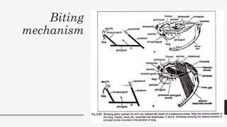 Biting mechanism of poisonous snakes.pdf