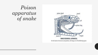 Biting mechanism of poisonous snakes.pdf