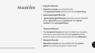 Biting mechanism of poisonous snakes.pdf