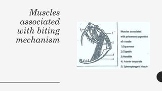 Biting mechanism of poisonous snakes.pdf