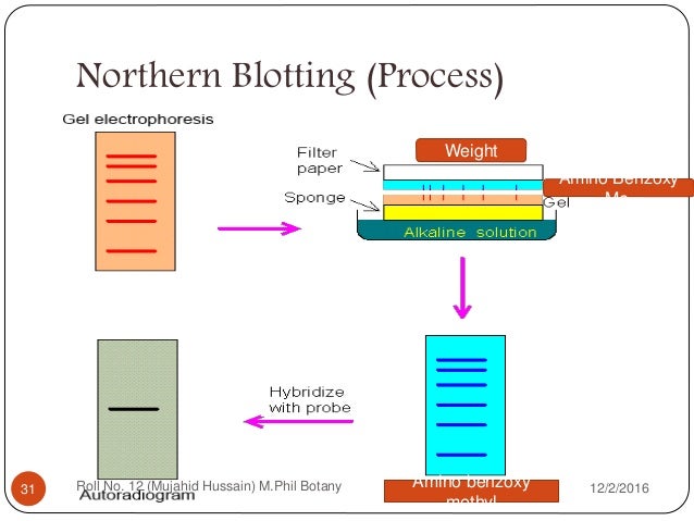 Northern blotting