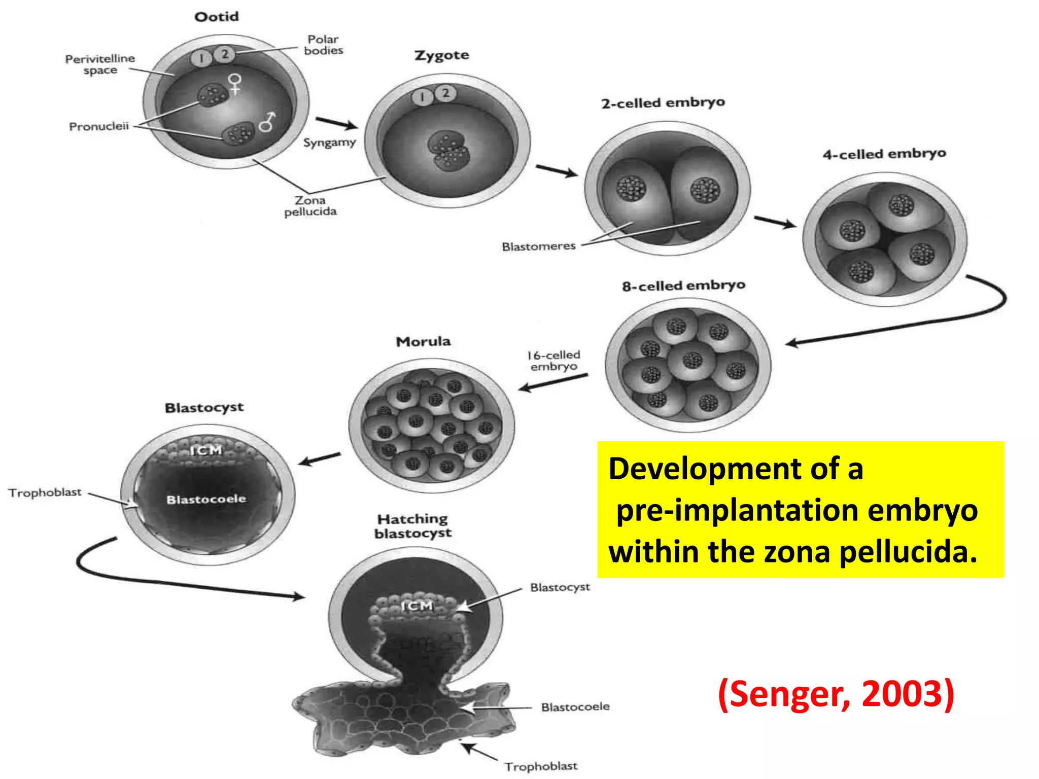Early Embryonic development in farm animals | PPTX