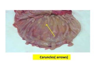 Early Embryonic development in farm animals | PPTX
