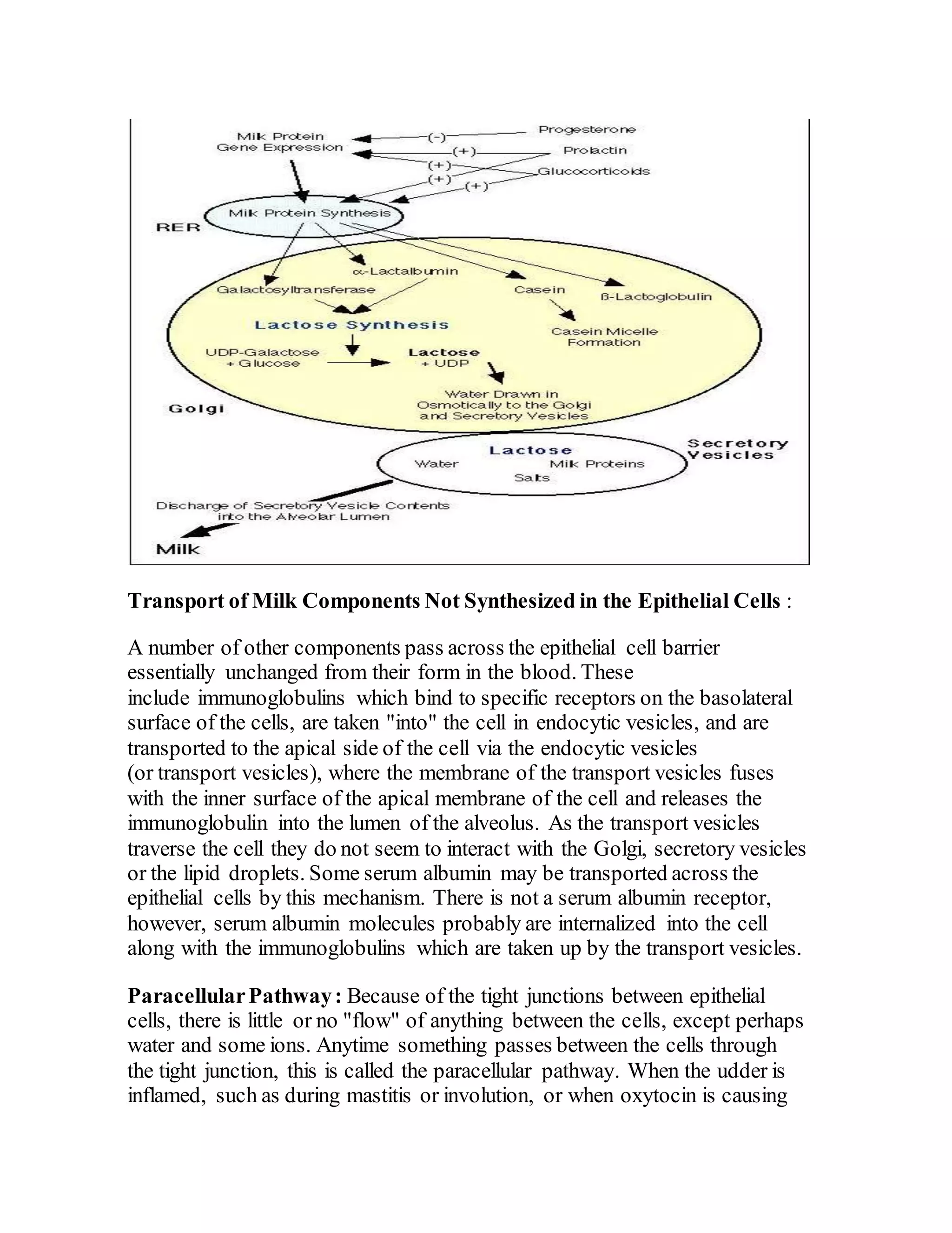 MILK SYNTHESIS and lactation | DOCX