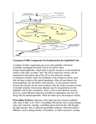 MILK SYNTHESIS and lactation | DOCX