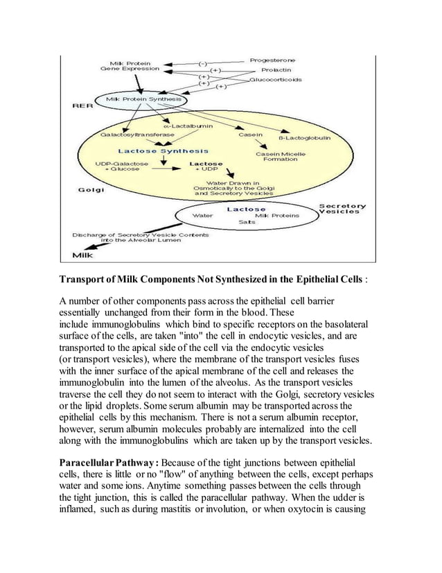 MILK SYNTHESIS and lactation | DOCX