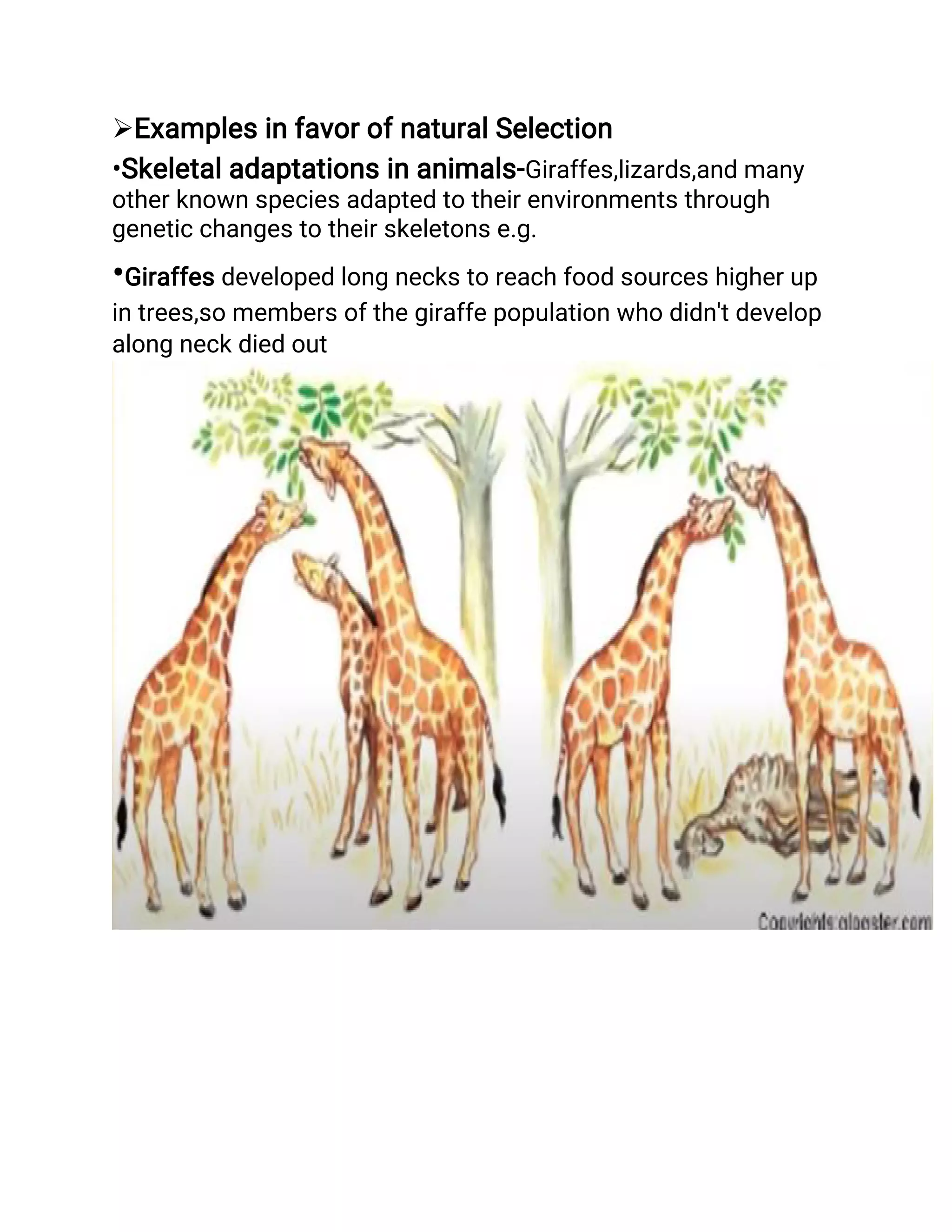 natural selection theory of darwin | PDF