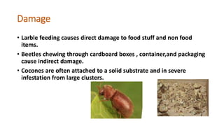 Ciggerate beetle and Indian meal moth | PPT