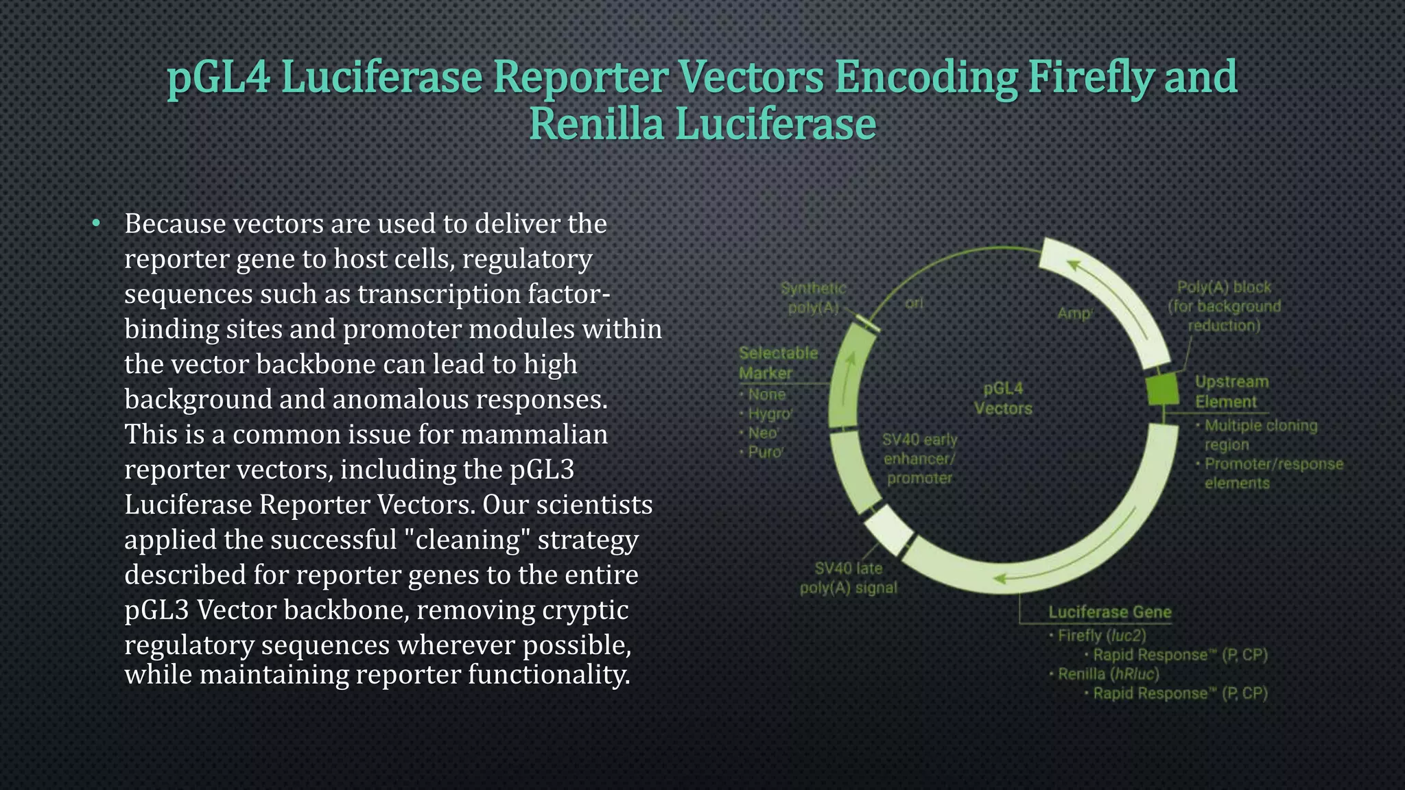 reporter gene assays by Tahura Mariyam | PPTX