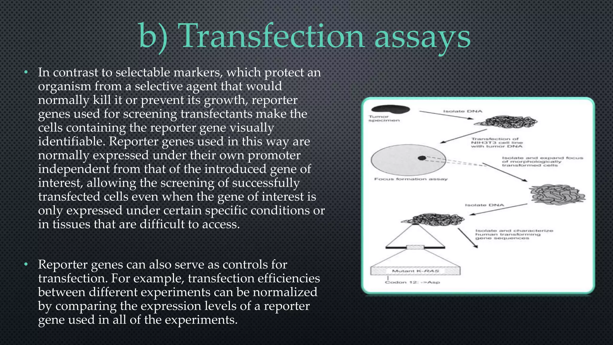 reporter gene assays by Tahura Mariyam | PPTX