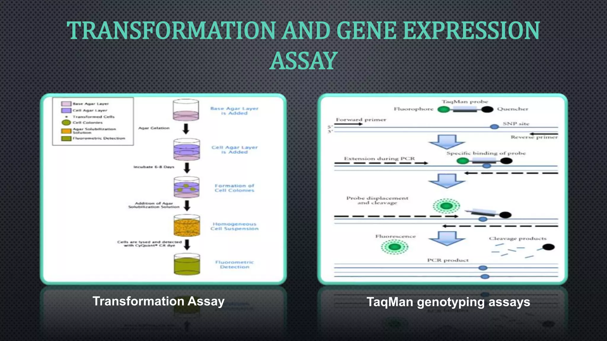 reporter gene assays by Tahura Mariyam | PPTX