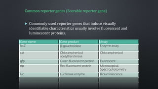 reporter gene assays by Tahura Mariyam | PPTX
