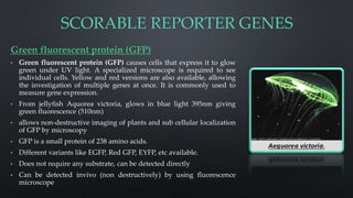 reporter gene assays by Tahura Mariyam | PPTX