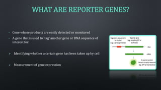 reporter gene assays by Tahura Mariyam | PPTX