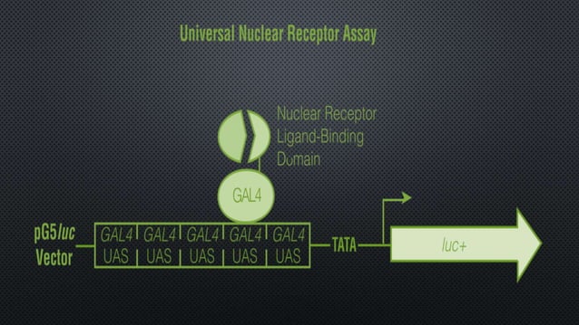 reporter gene assays by Tahura Mariyam | PPTX
