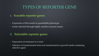 reporter gene assays by Tahura Mariyam | PPTX