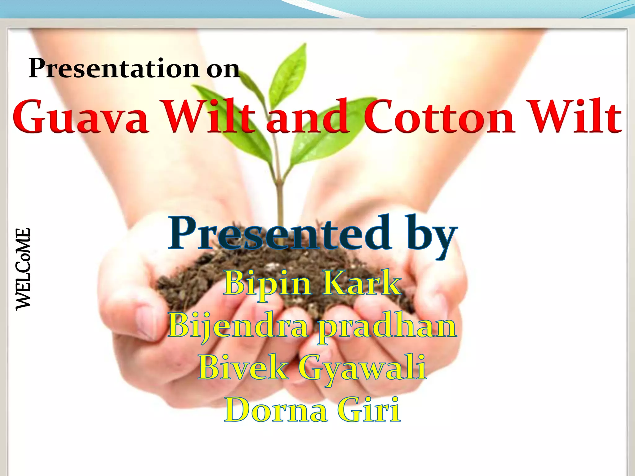 Guava wilt and cotton wilt | PPT