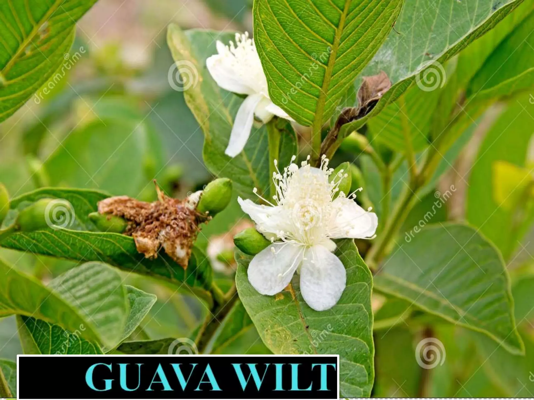 Guava wilt and cotton wilt | PPTX