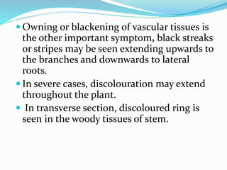 Guava wilt and cotton wilt | PPT