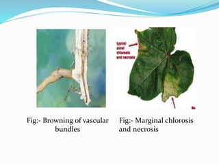 Guava wilt and cotton wilt | PPT
