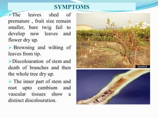 Guava wilt and cotton wilt | PPT