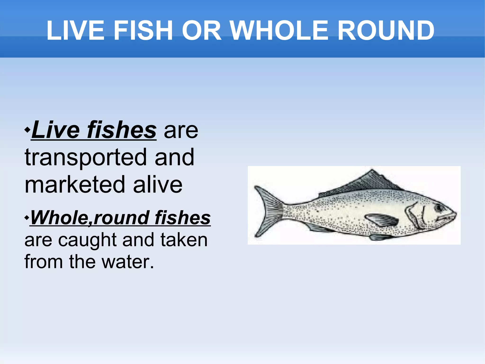Different Market Forms of Fish | ODP