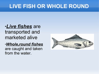 Different Market Forms of Fish | ODP