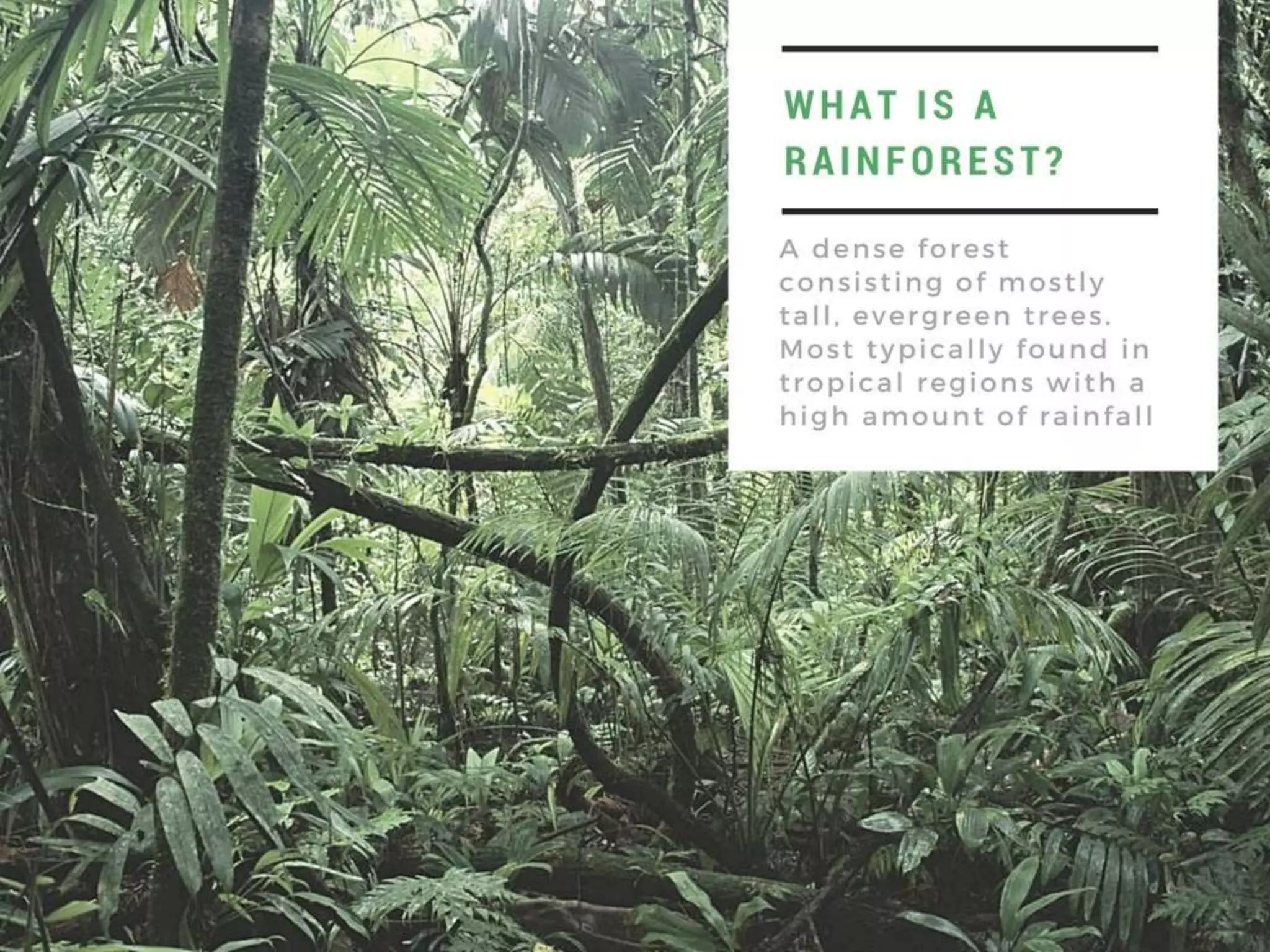 Rainforest & Climata Change | PPTX