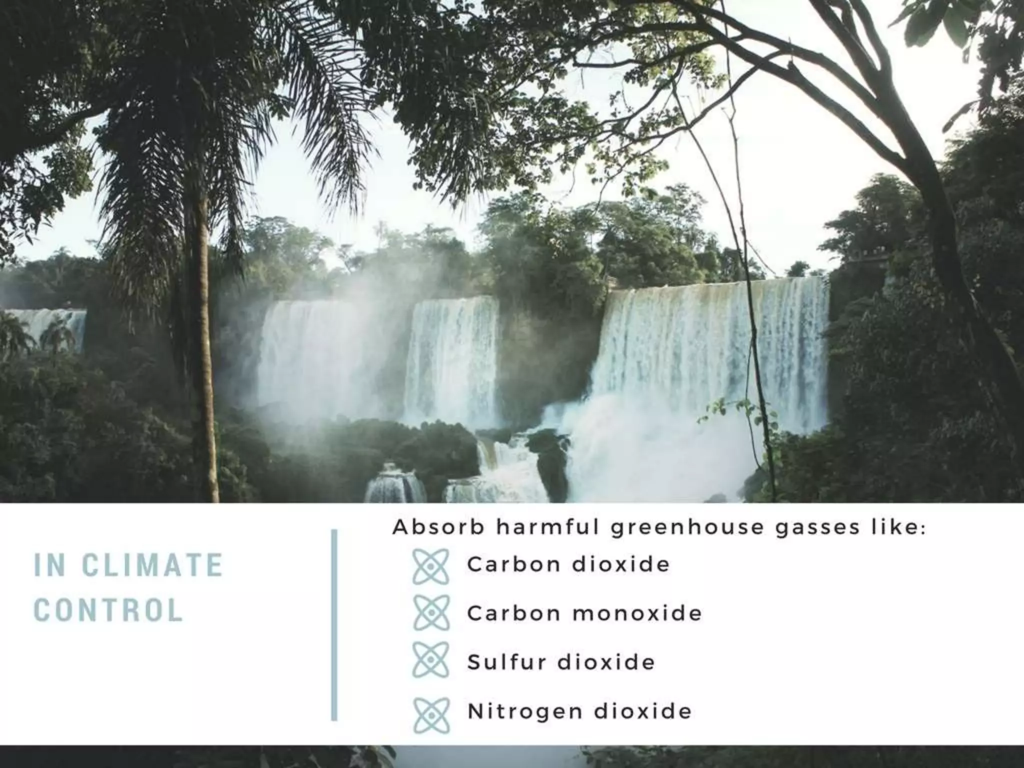 Rainforest & Climata Change | PPT