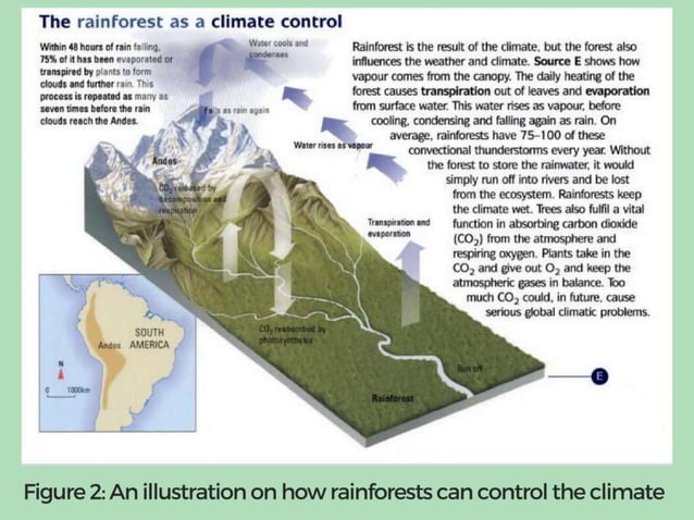 Rainforest & Climata Change | PPTX