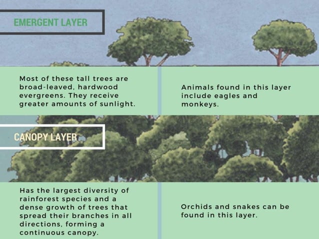 Rainforest & Climata Change | PPTX