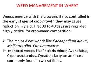WEED MANAGEMENT IN CEREAL CROP | PPTX